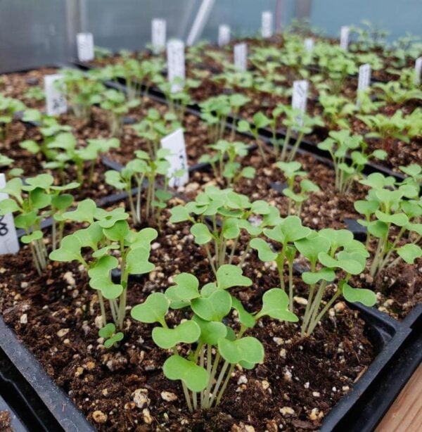 How to Start Seeds Indoors: The Ultimate Guide + Seedling Care Tips ...