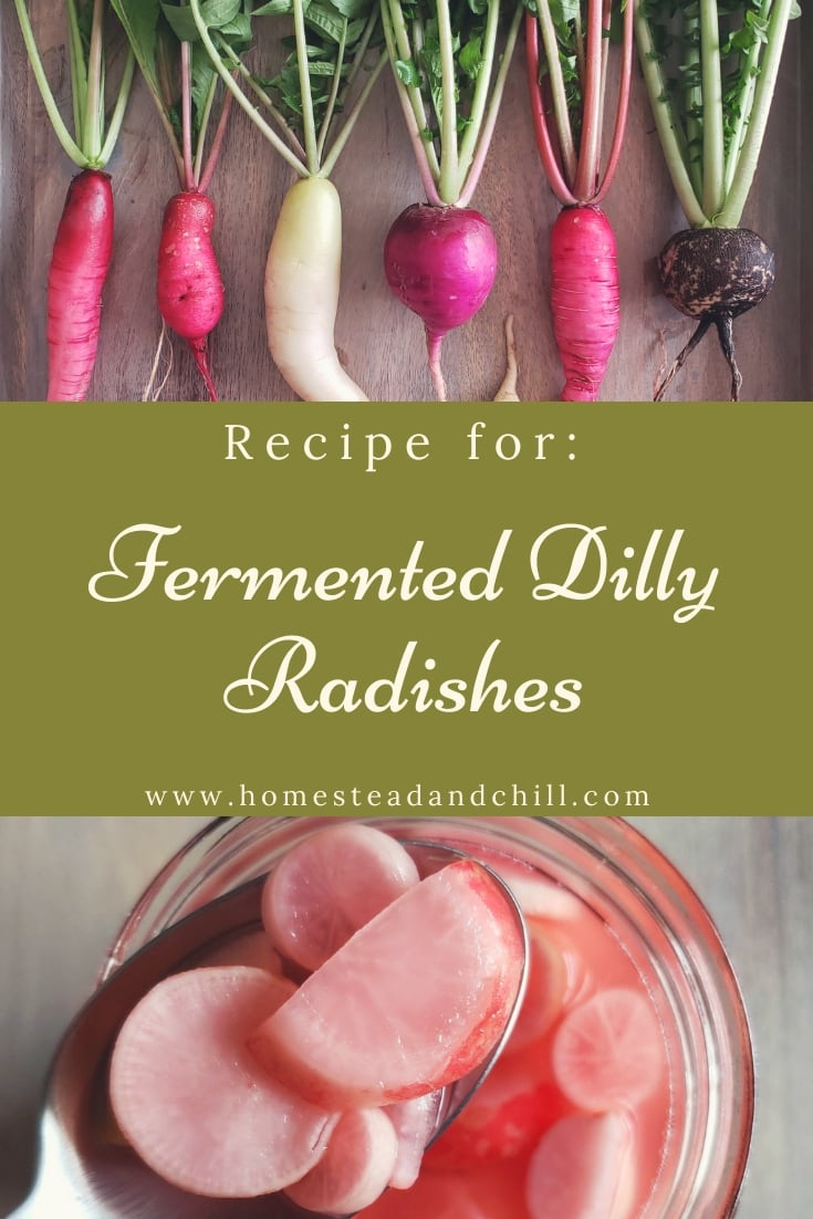 Fermented Radishes Recipe with Dill & Garlic ~ Homestead and Chill