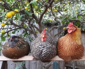 Raising Backyard Chickens 101: Beginner's Guide How to Care for ...