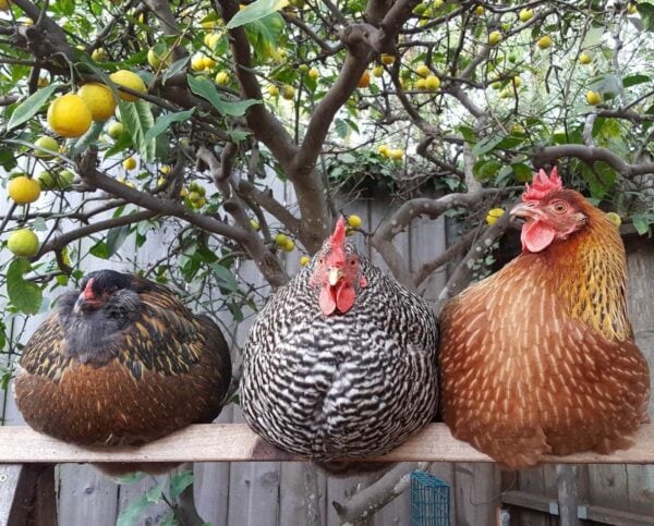 Raising Backyard Chickens 101: Beginner's Guide How to Care for ...