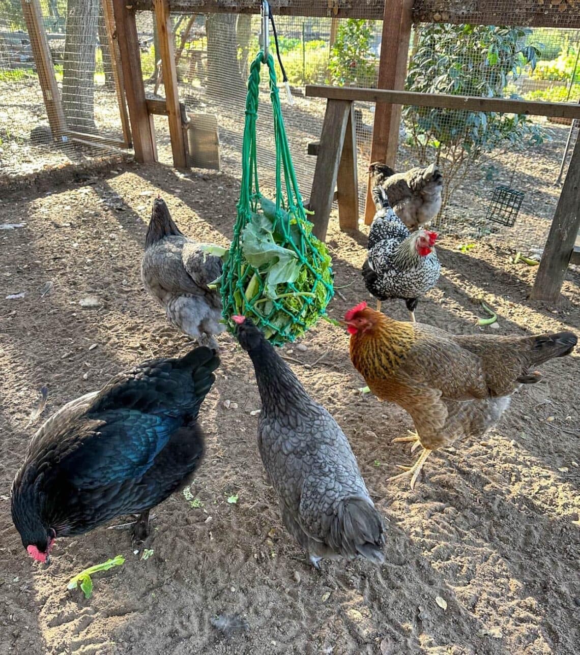 Top 10 Chicken Coop Supplies That Will Make Your Life Easier ...