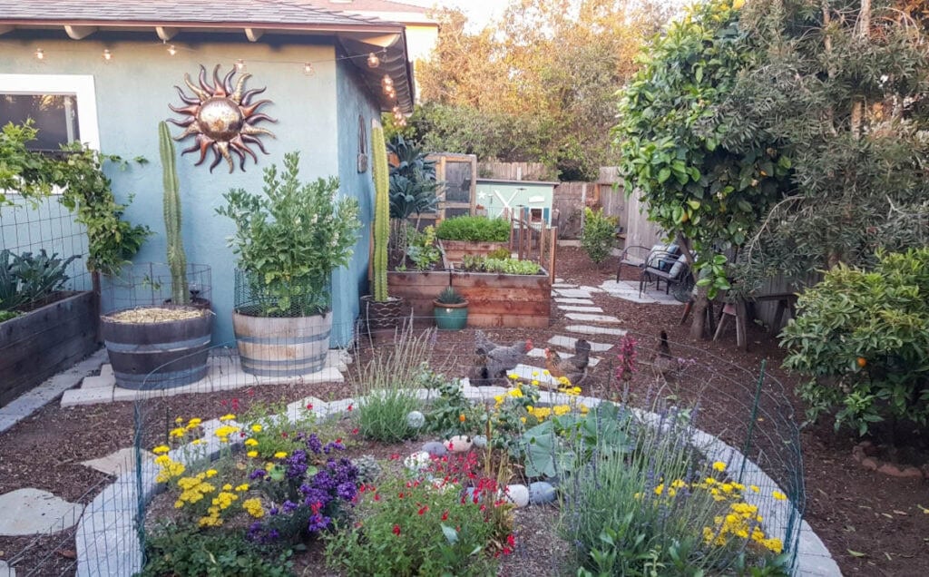 Raising Backyard Chickens 101: Beginner's Guide How to Care for ...