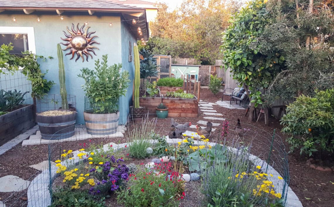 Raising Backyard Chickens 101: Beginner's Guide How to Care for ...