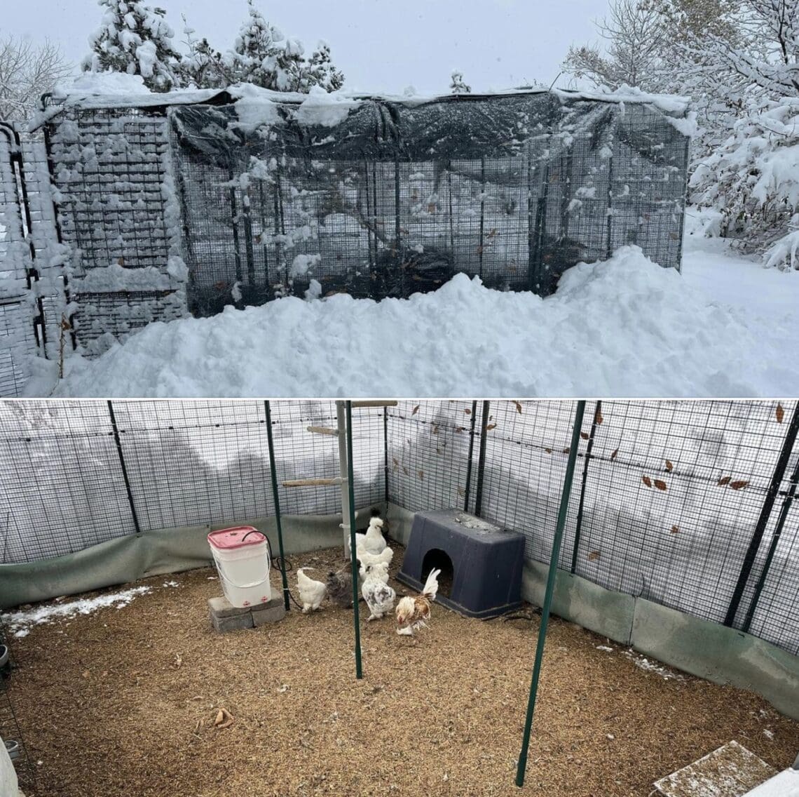 How to Keep Chickens Warm In Winter + Prevent Frostbite ~ Homestead and ...