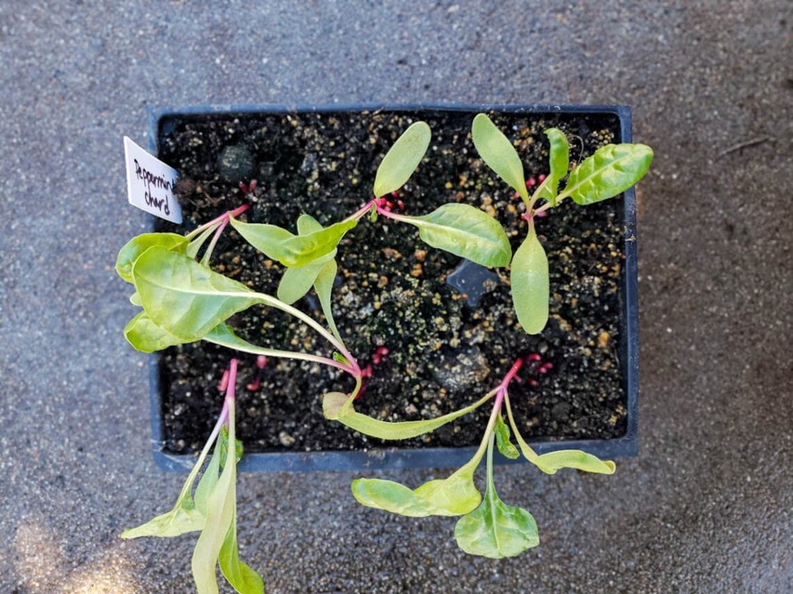 How and When to Thin Seedlings: Tips for Fast Healthy Growth ...