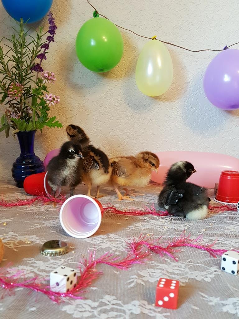 Raising Baby Chicks 101: The Best Beginner's Guide ~ Homestead and Chill