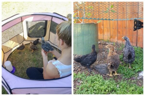 Raising Baby Chicks 101: The Best Beginner's Guide ~ Homestead and Chill