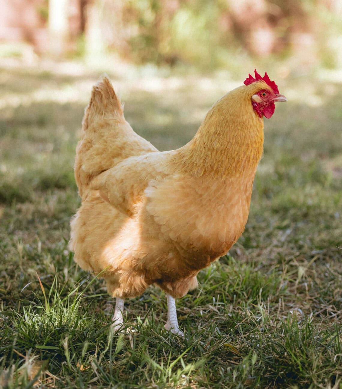 20 Best Chicken Breeds: Friendly and Colorful Eggs (with photos ...