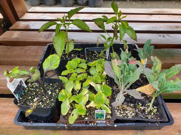 How to Choose the Best Vegetable Seedlings at the Nursery + What to ...