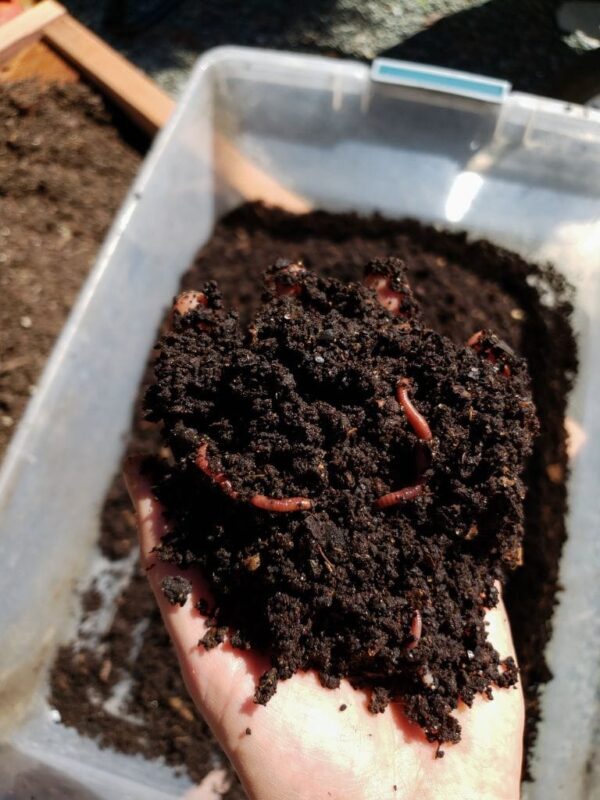 Vermicomposting 101: How to Make a Simple Worm Compost Bin ~ Homestead ...
