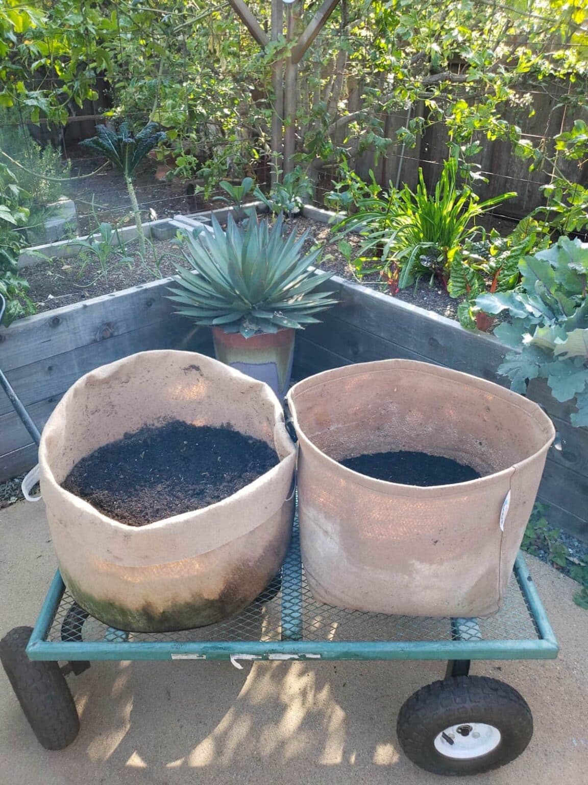 How to Plant and Grow Potatoes in Containers, Pots, or Grow Bags ...