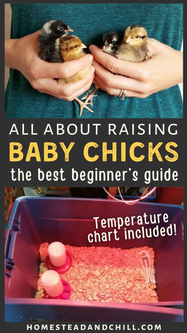 Raising Baby Chicks 101: The Best Beginner's Guide ~ Homestead and Chill