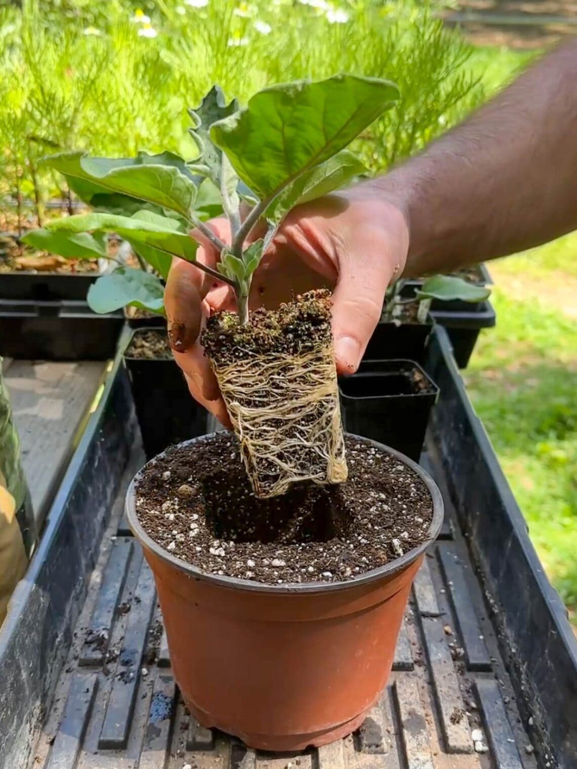 Potting Up Seedlings: What, Why, When & How ~ Homestead and Chill