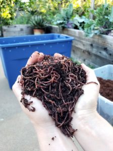 Composting 101: What, Why & How to Compost at Home ~ Homestead and Chill