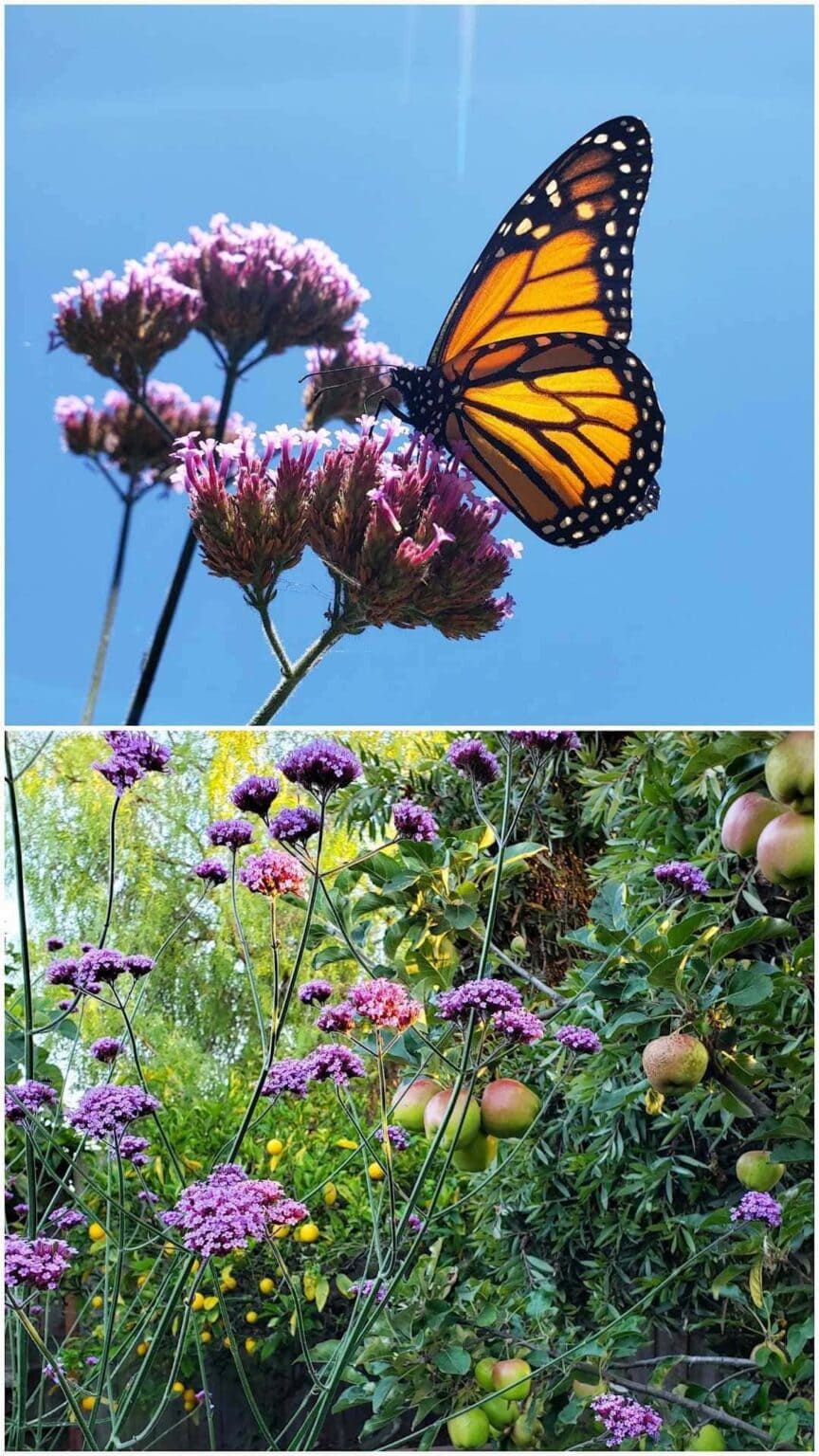 23 Best Pollinator Garden Plants for Bees, Butterflies and Hummingbirds ...