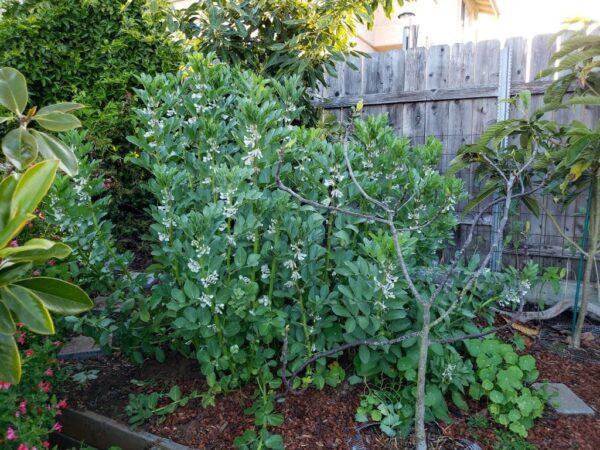 How to Grow & Use Fava Beans (Broad Beans): As Food & Cover Crops ...