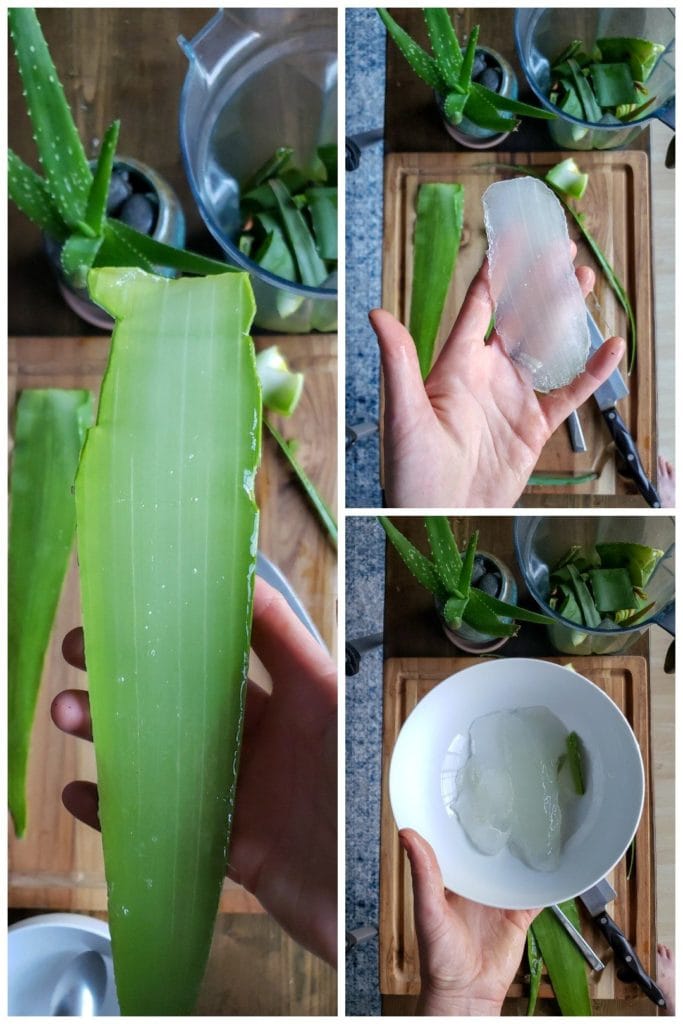 How to Grow & Use Aloe Vera: In the Garden & Beyond ~ Homestead and Chill