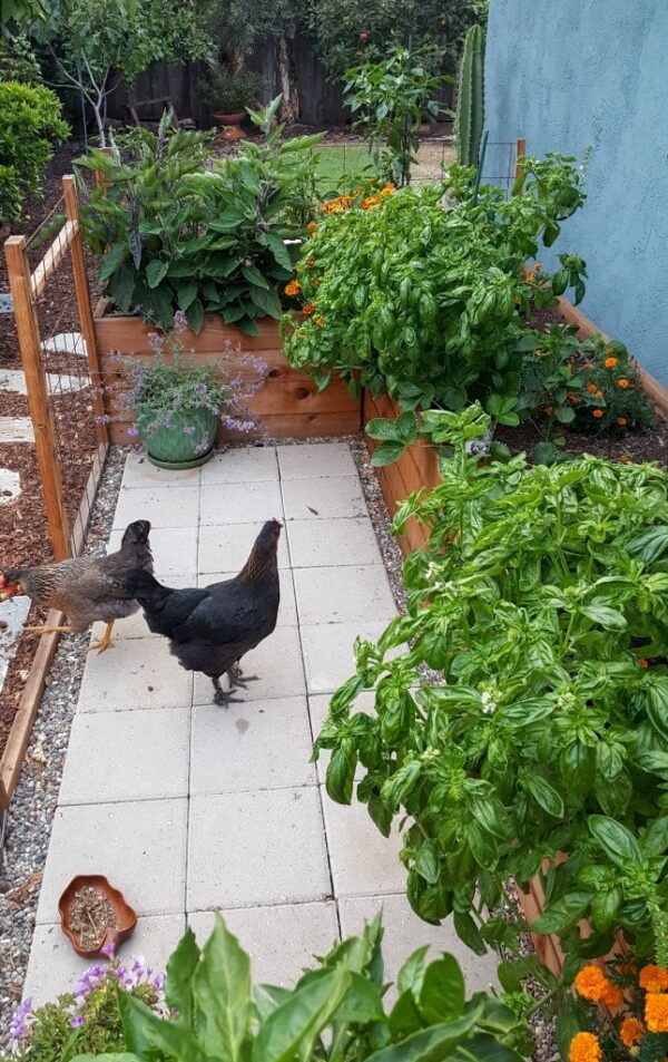 How to Grow Bushy Basil to Harvest All Summer Long ~ Homestead and Chill