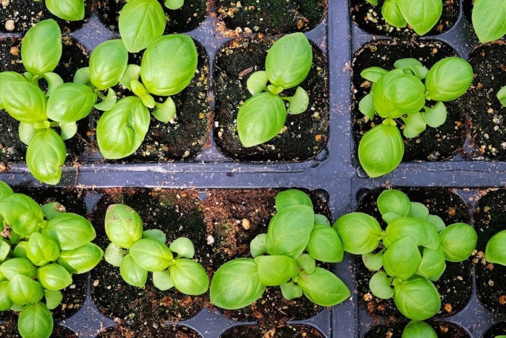 How to Grow Basil: Best Tips for Big Bushy Plants ~ Homestead and Chill