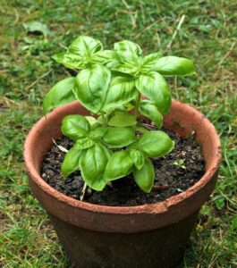 How to Grow Basil: Best Tips for Big Bushy Plants ~ Homestead and Chill