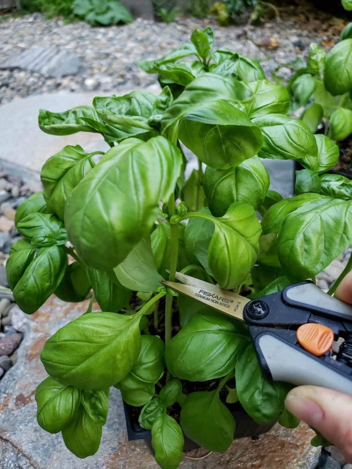 How to Grow Basil: Best Tips for Big Bushy Plants ~ Homestead and Chill
