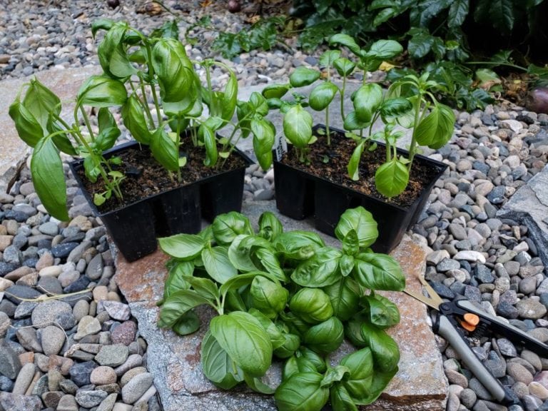 How to Grow Bushy Basil to Harvest All Summer Long ~ Homestead and Chill
