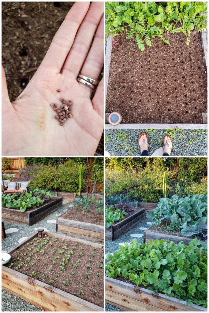 How to Grow Radishes: From Seed to Table ~ Homestead and Chill