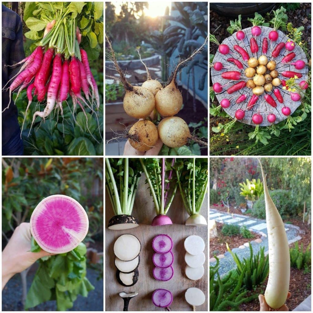 How to Grow Radishes: From Seed to Table ~ Homestead and Chill