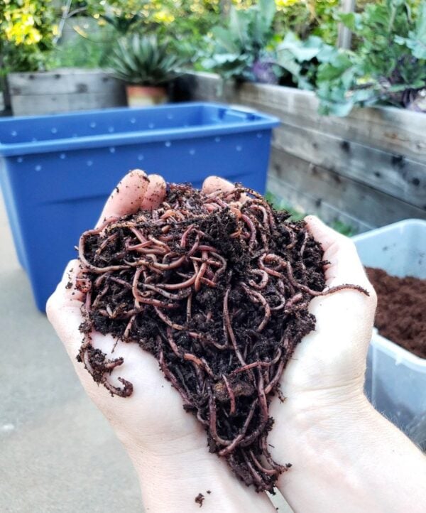 Vermicomposting 101: How to Make a Simple Worm Compost Bin ~ Homestead ...