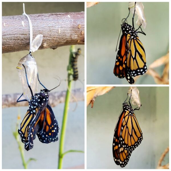 All About Monarchs: How to Attract, Raise, & Release Monarch ...