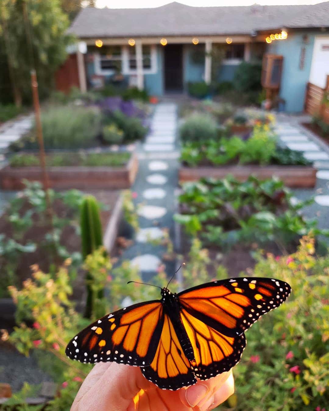 All About Monarchs: How to Attract, Raise, & Release Monarch ...