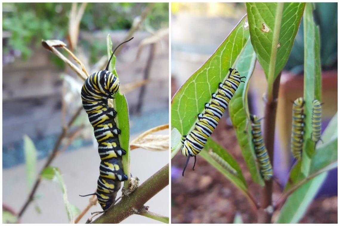 All About Monarchs: How to Attract, Raise, & Release Monarch ...