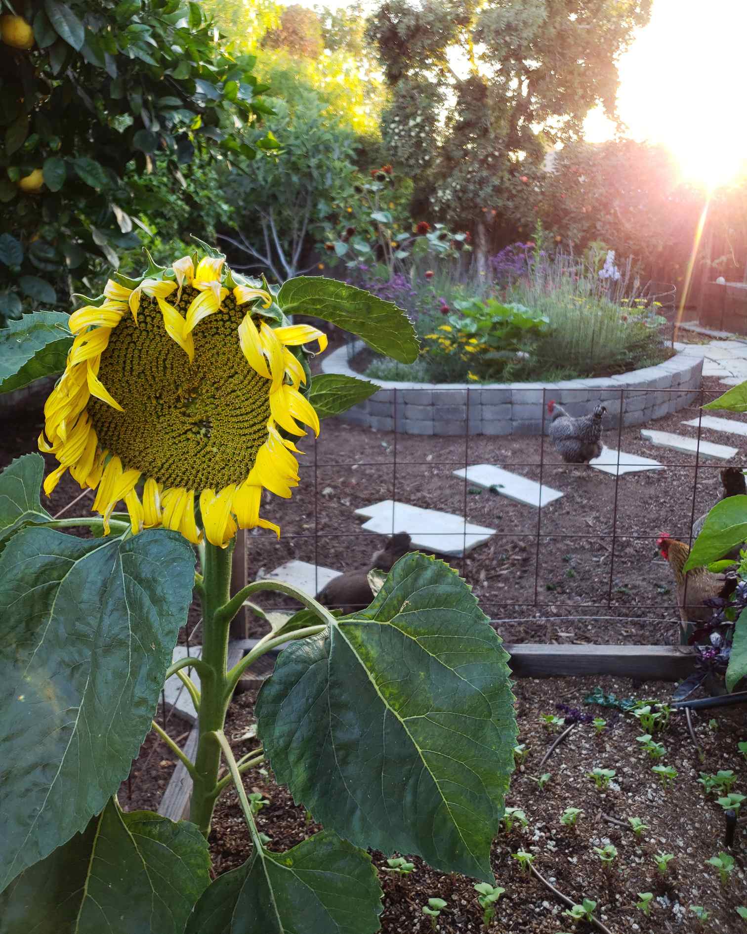 Support ~ Homestead and Chill