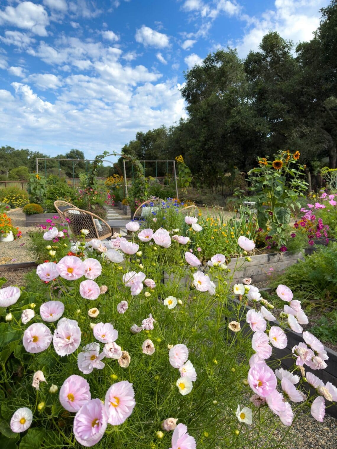 23 Best Pollinator Garden Plants for Bees, Butterflies and Hummingbirds ...