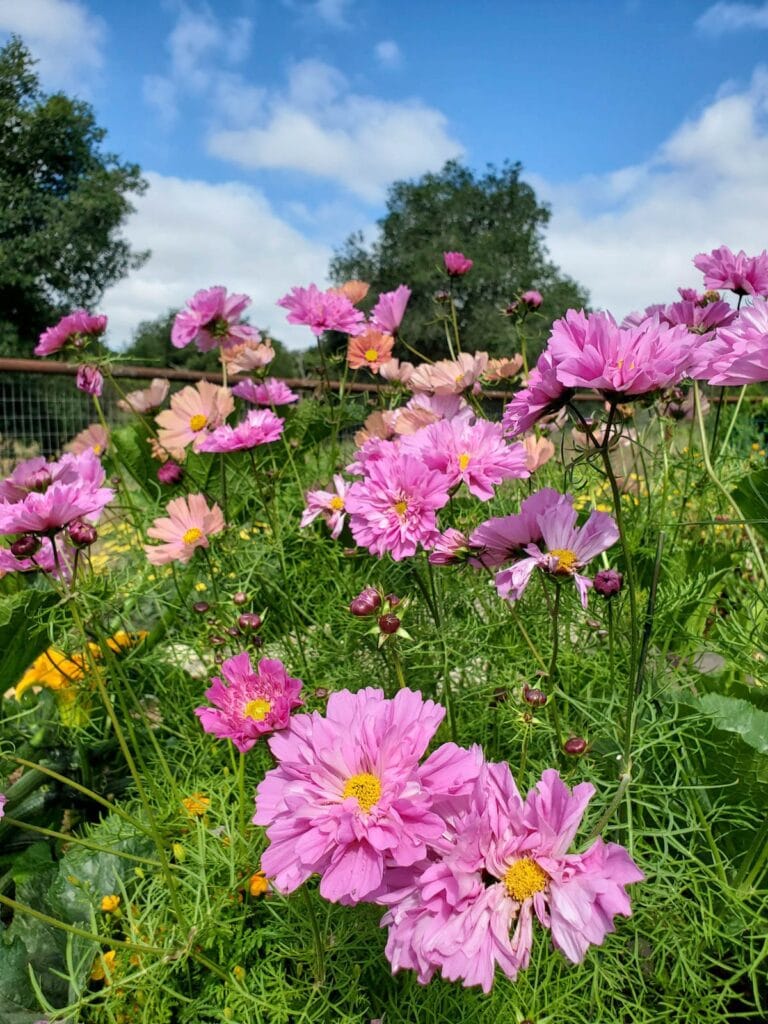 23 Best Pollinator Garden Plants for Bees, Butterflies and Hummingbirds ...