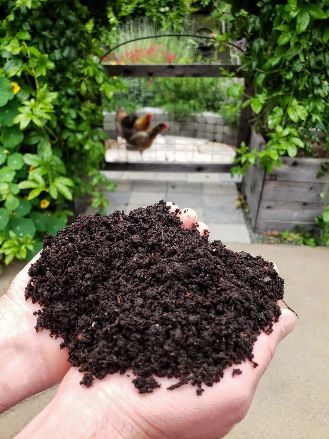 How to Make Compost Tea to Fertilize Your Garden (Aerated) ~ Homestead ...