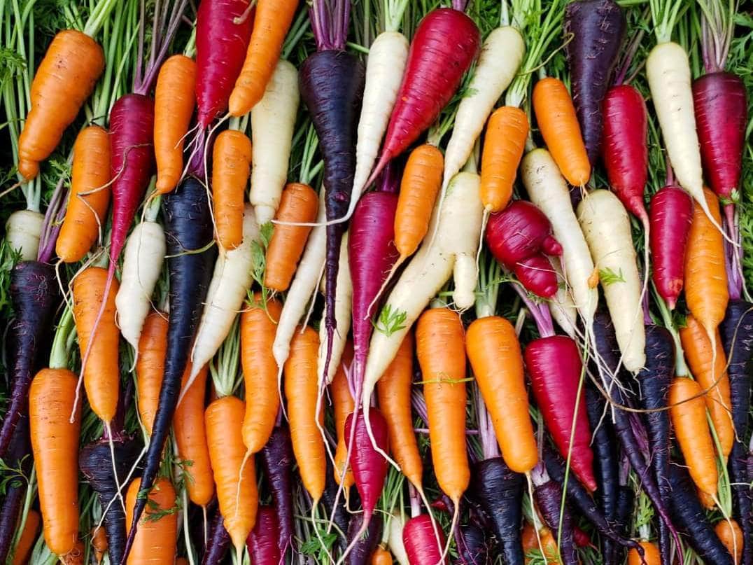 How To Grow Carrots Successfully From Seed To Table Homestead And Chill