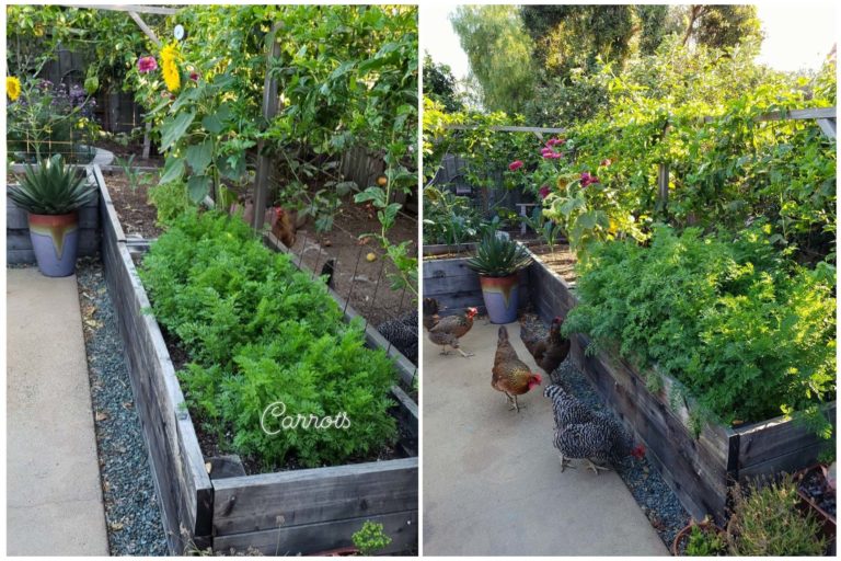 How to Grow Carrots Successfully: From Seed to Table ~ Homestead and Chill