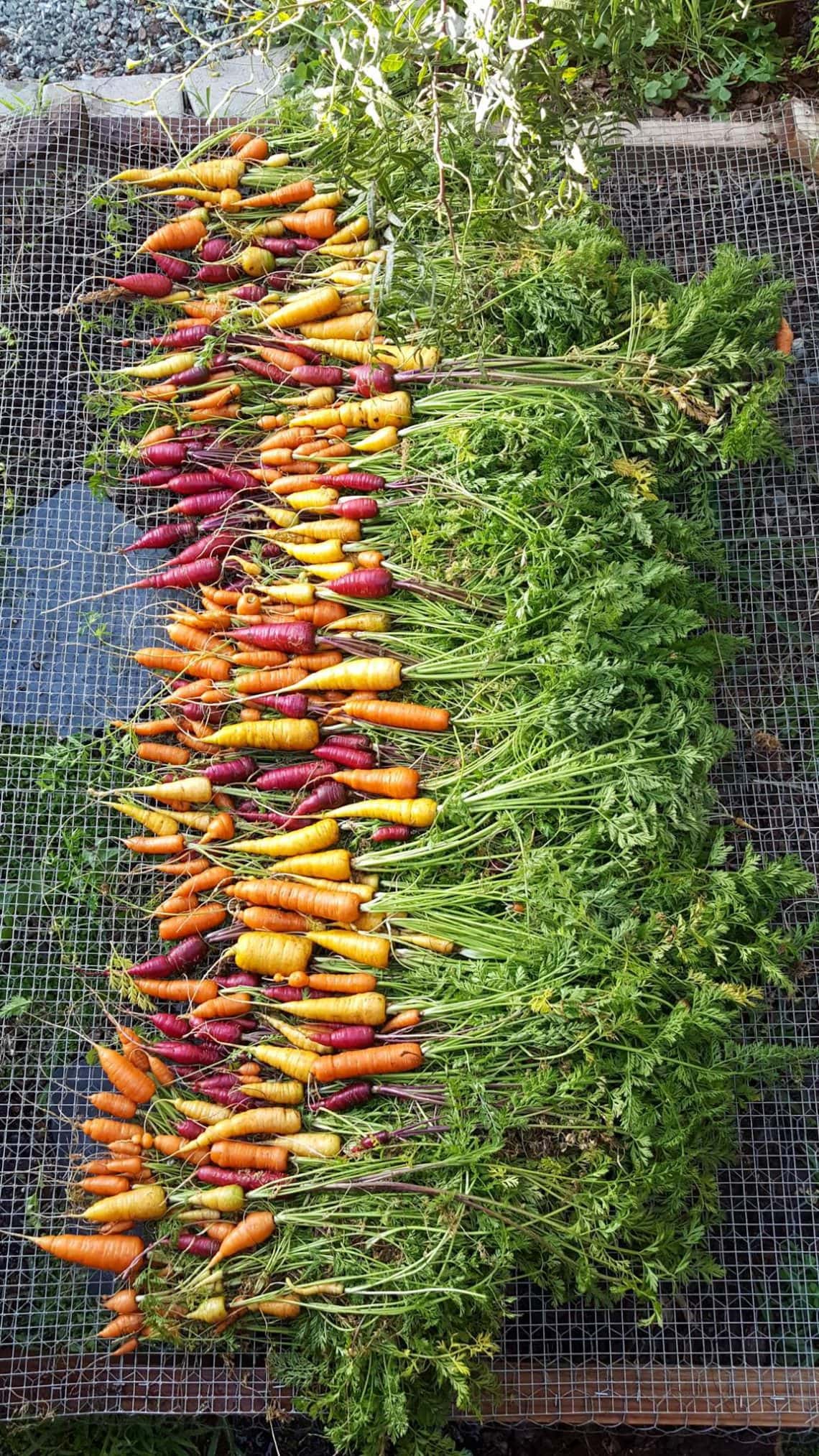 How to Grow Carrots Successfully: From Seed to Table ~ Homestead and Chill