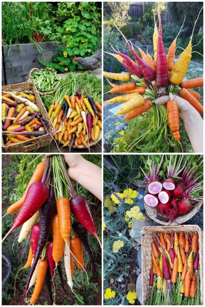 How to Grow Carrots Successfully: From Seed to Table ~ Homestead and Chill