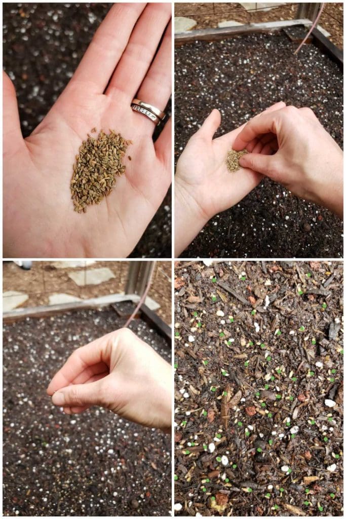 How to Grow Carrots Successfully: From Seed to Table ~ Homestead and Chill