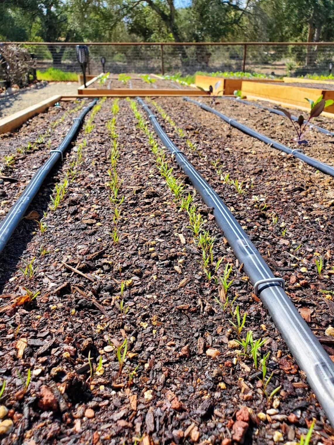How to Plant and Grow Carrots from Seed: Tips for Success ~ Homestead ...