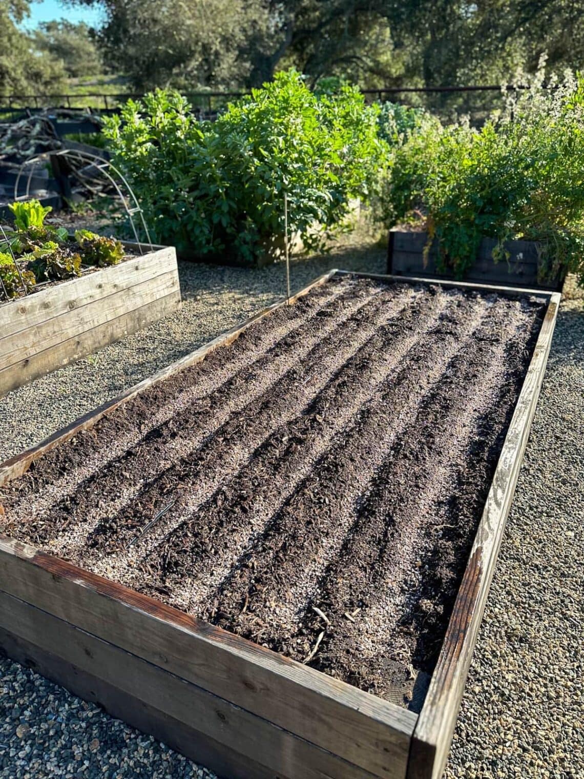 How to Plant and Grow Carrots from Seed: Tips for Success ~ Homestead ...