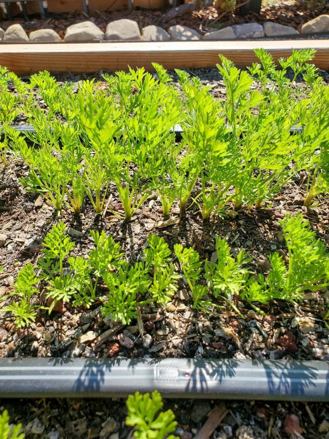 How to Plant and Grow Carrots from Seed: Tips for Success ~ Homestead ...