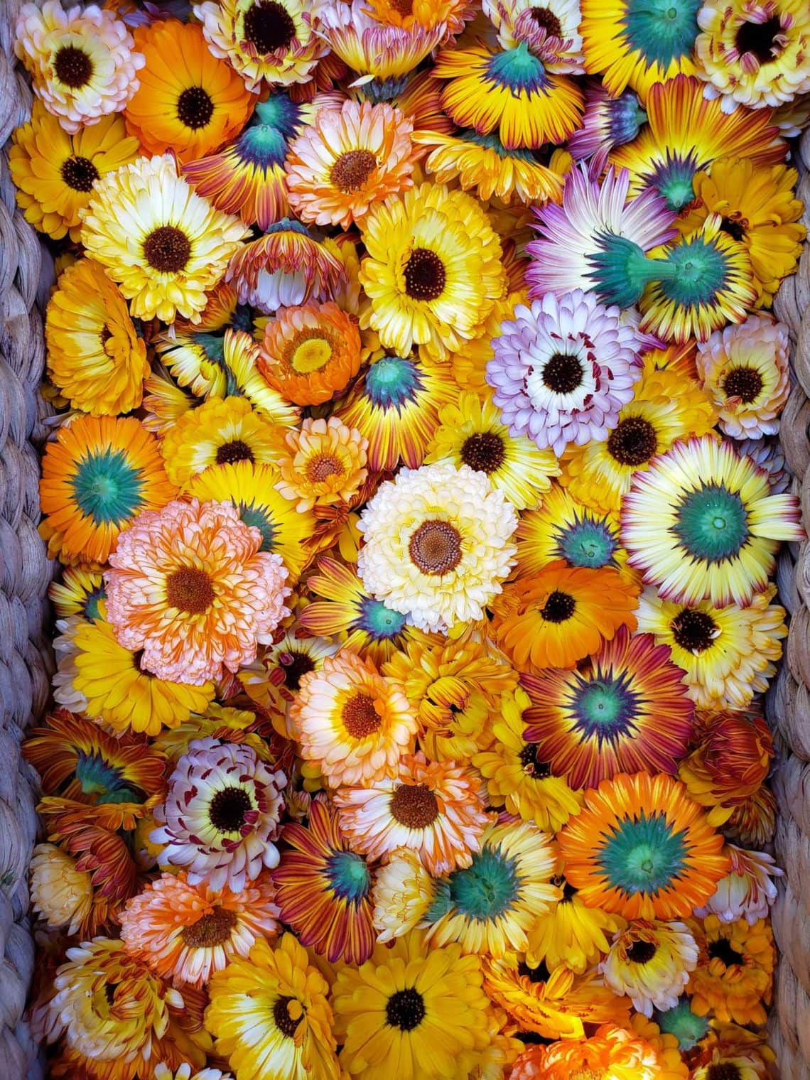 All About Calendula: How to Grow, Harvest, Dry, & Use Calendula Flowers ...