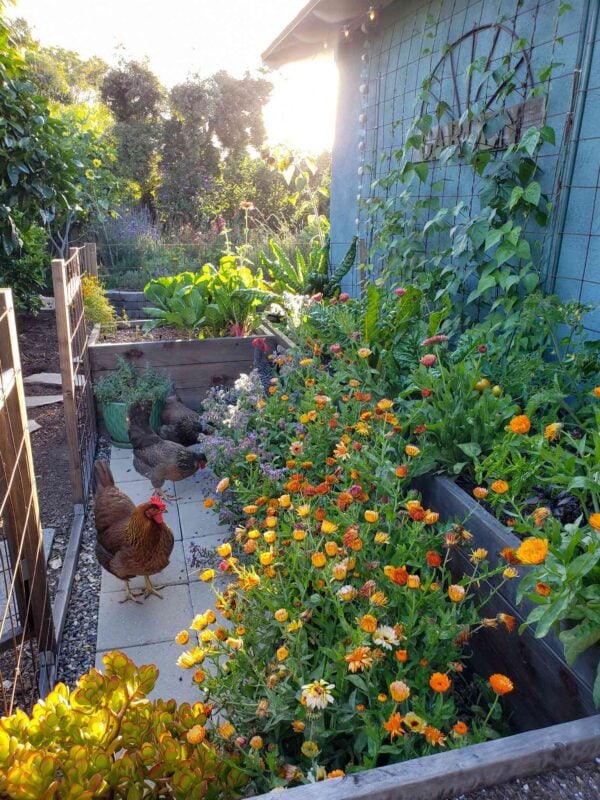 How to Grow, Harvest, Dry and Use Calendula Flowers (With Photos ...