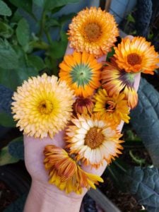 All About Calendula: How to Grow, Harvest, Dry, & Use Calendula Flowers ...