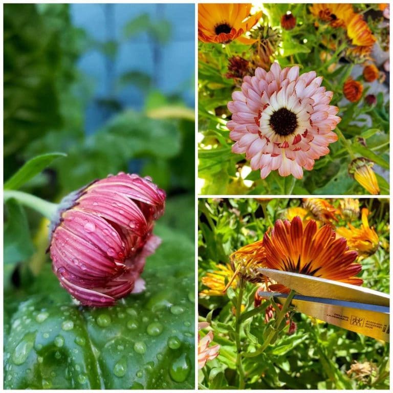 How to Grow, Harvest, Dry and Use Calendula Flowers (With Photos ...
