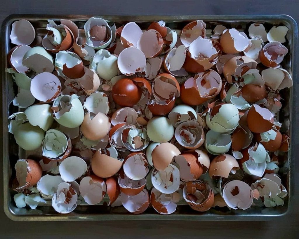 How to Feed Chickens Eggshells or Oyster Shells for Essential Calcium ...