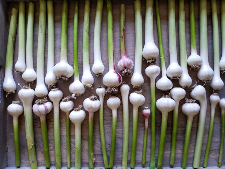 What Is Green Garlic? 6 Ways to Use or Preserve It ~ Homestead and Chill